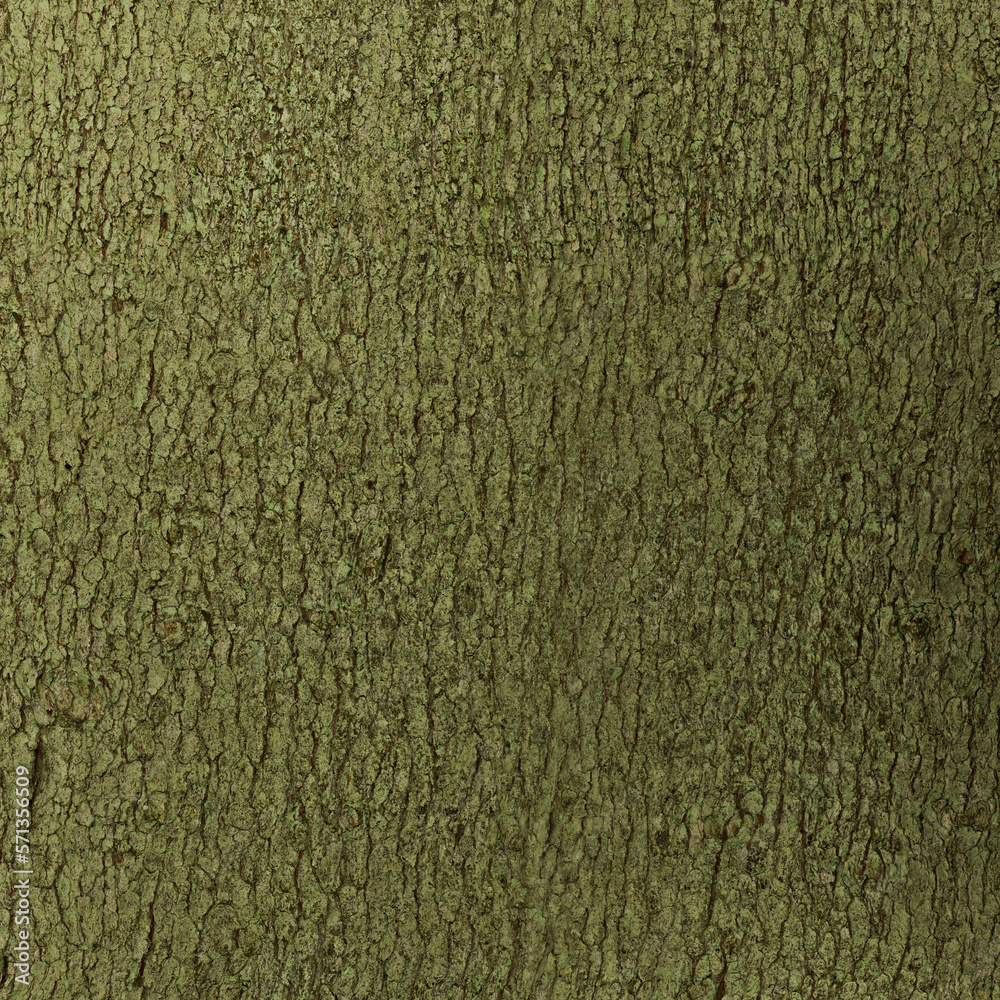 Tree bark texture. Seamless square background, tile ready. High ...