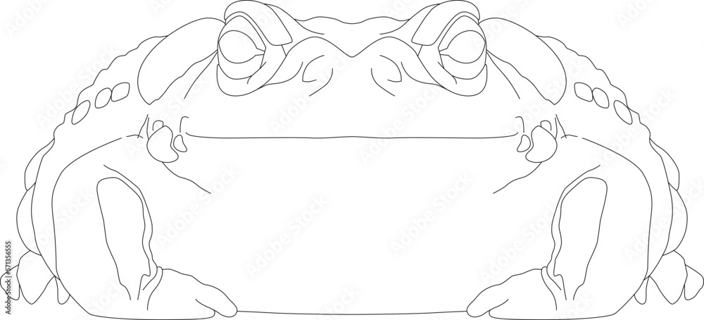 Colorado River Toad of the Colorado River, Bufo alvarius a toad from ...