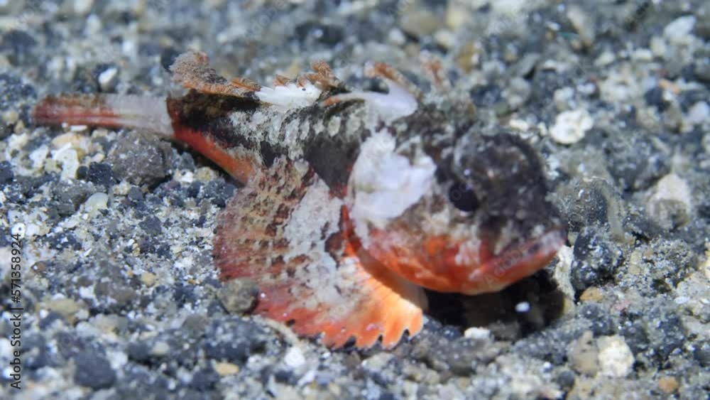 Fish Black Sea Scorpion-Ruff is fascinating species in Black Sea region ...