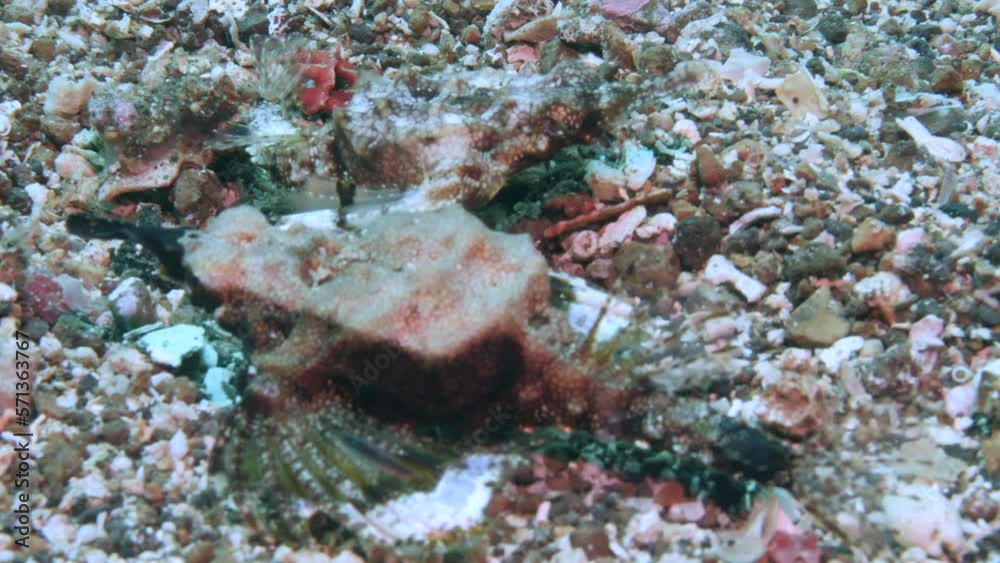 Vidéo Stock Dragonfish or Pegasus fish Eurypegasus draconis on ...