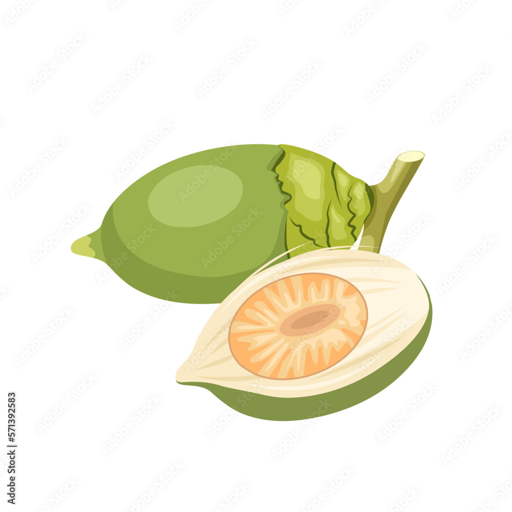 Vector illustration, green betel nut, also known as areca nut ...