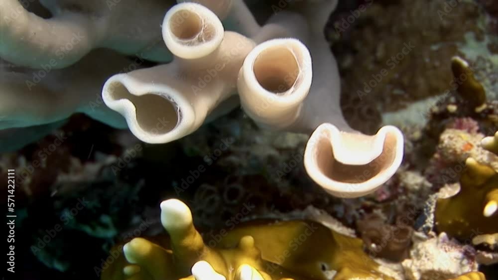 Tubular coral macro on coral reef in Red Sea. Coral reefs of the Red ...