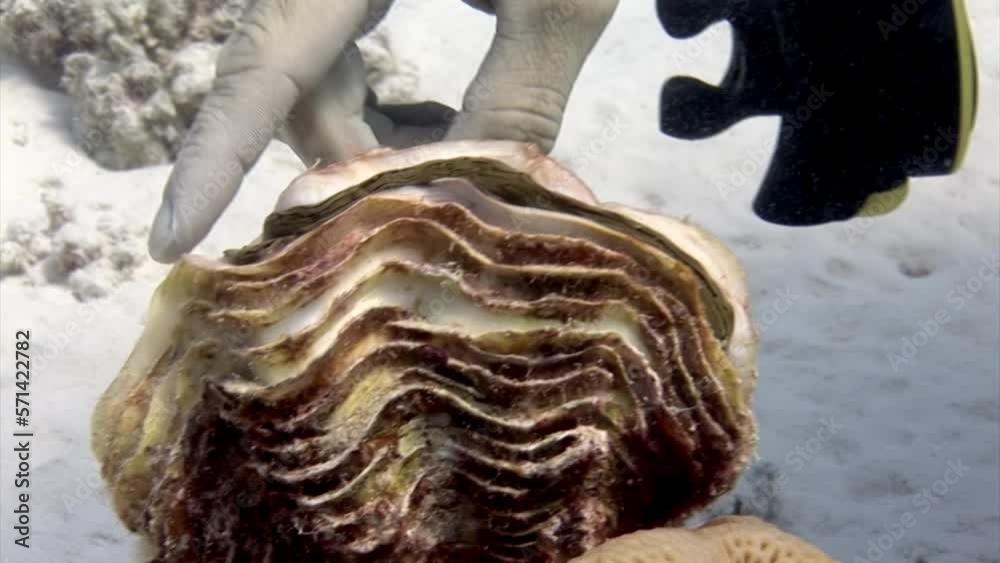 Human hand touching Tridacna clam underwater in Red Sea. Tridacna giant ...