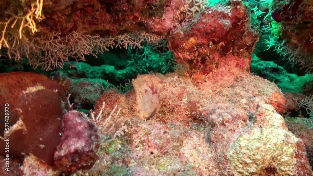 Perilous harmful warthog fish on coral close-up in clear water ...