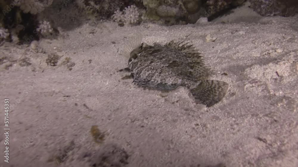 Flat fish on seabed underwater in Red Sea. Poisonous and dangerous, but ...