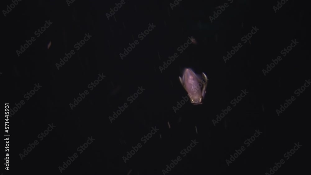 Underwater cuttlefish in Red Sea. Amusing and funny cuttlefish on ...