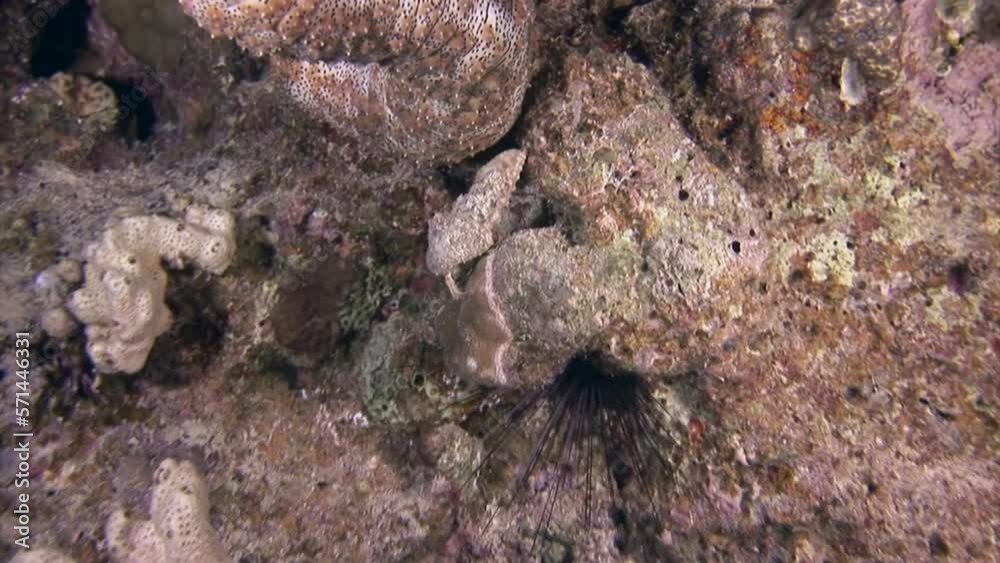 Spotted Sea Cucumber Holothuria stipulacea in underwater of Red Sea. It ...