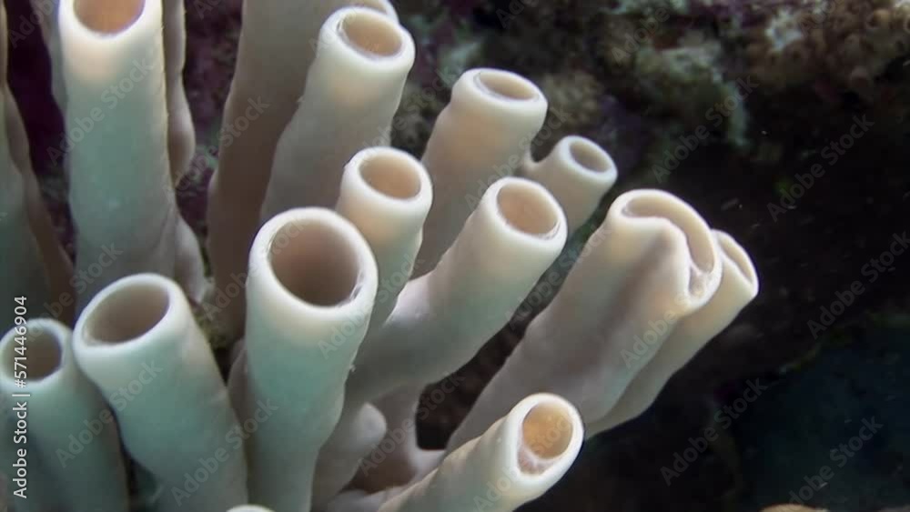 Tubular coral close-up on coral reef in Red Sea. Tube coral macro ...