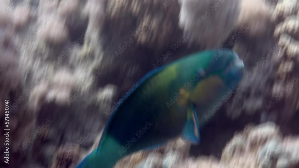 Close-up Parrot fish on underwater coral reef on seabed of Red Sea. Red ...