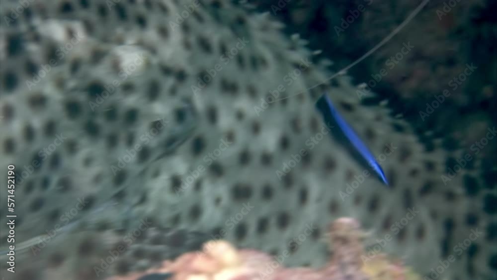 Close-up Grouper fish with big eyes on underwater seabed of Red Sea ...