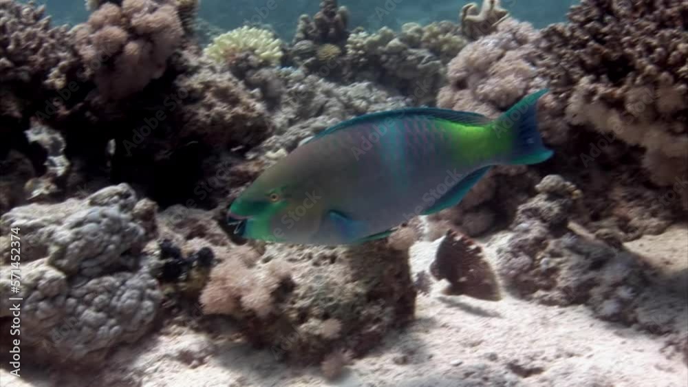 Close-up fish Calotomus viridescens Parrot fish on underwater coral ...