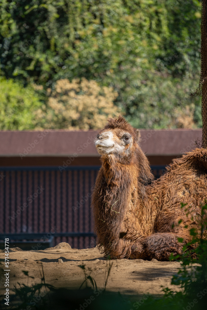 Dromedary Camel rest in a beautiful zoo in the center of the Mexican ...