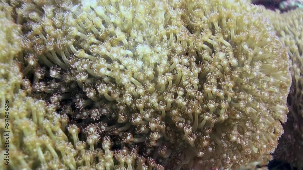 Video Stock Eight-beam corals close-up move thanks to underwater in ...