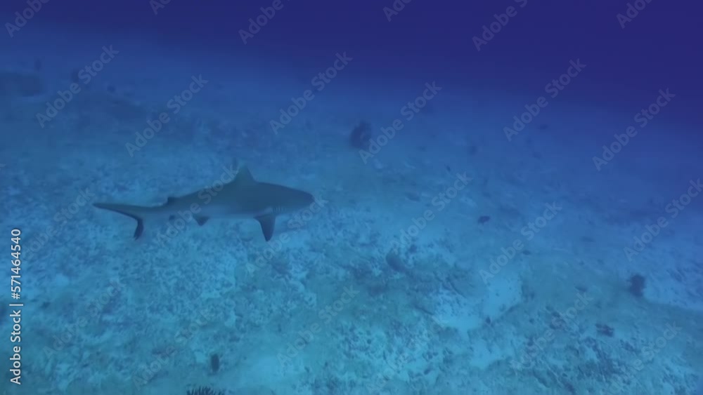 Reef shark swims swiftly underwater in Maldives. Despite their ...