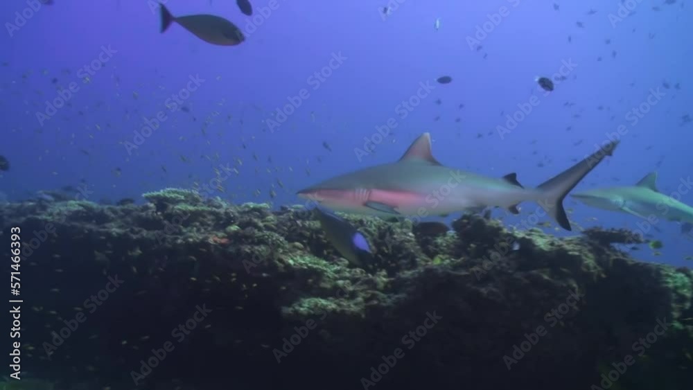 Pair reef sharks swims swiftly underwater in Maldives. Despite their ...