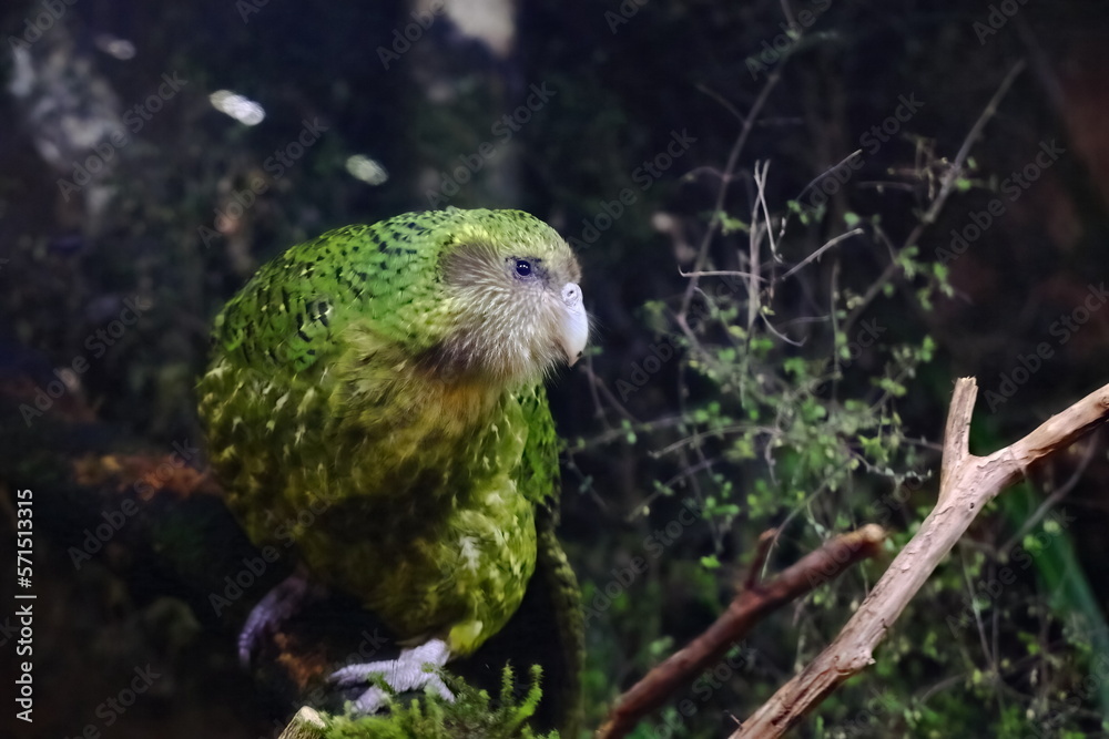 A close-up shot of Sirocco the Kakapo. Kākāpō (Strigops habroptilus) is ...