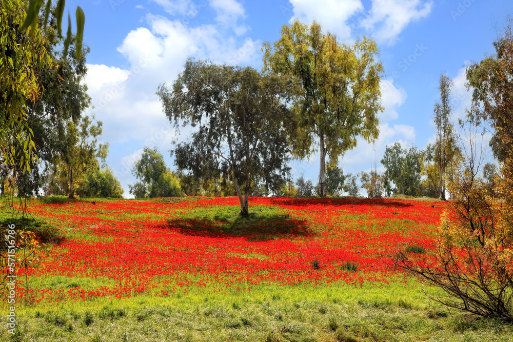 Wild red anemone flowers are blooming among a green grass and ...