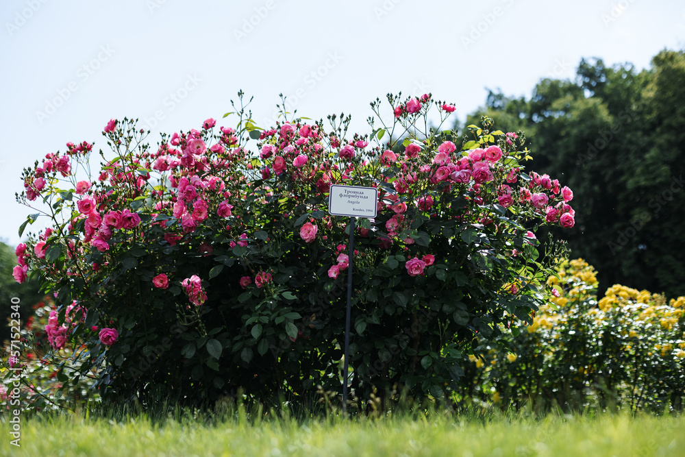Floribunda rose in the botanical garden. A bush of angel roses in the ...
