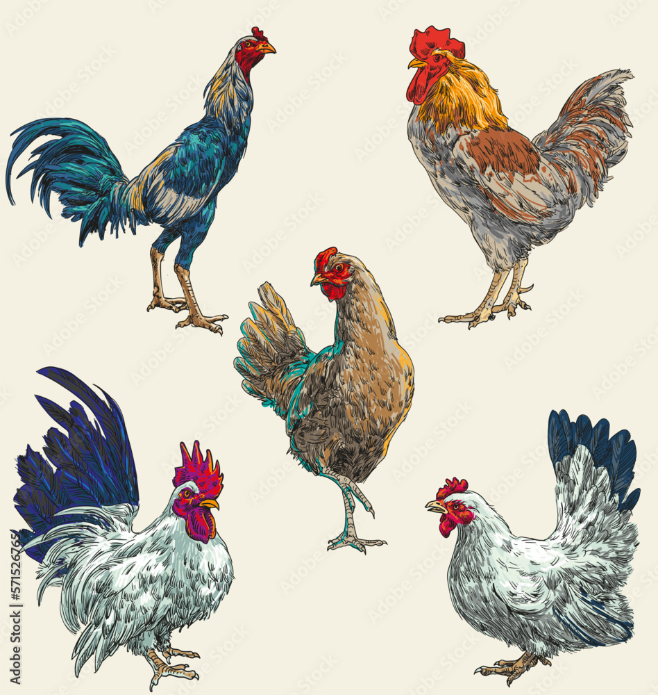 hand draw chicken collection vector illustration Stock Vector | Adobe Stock