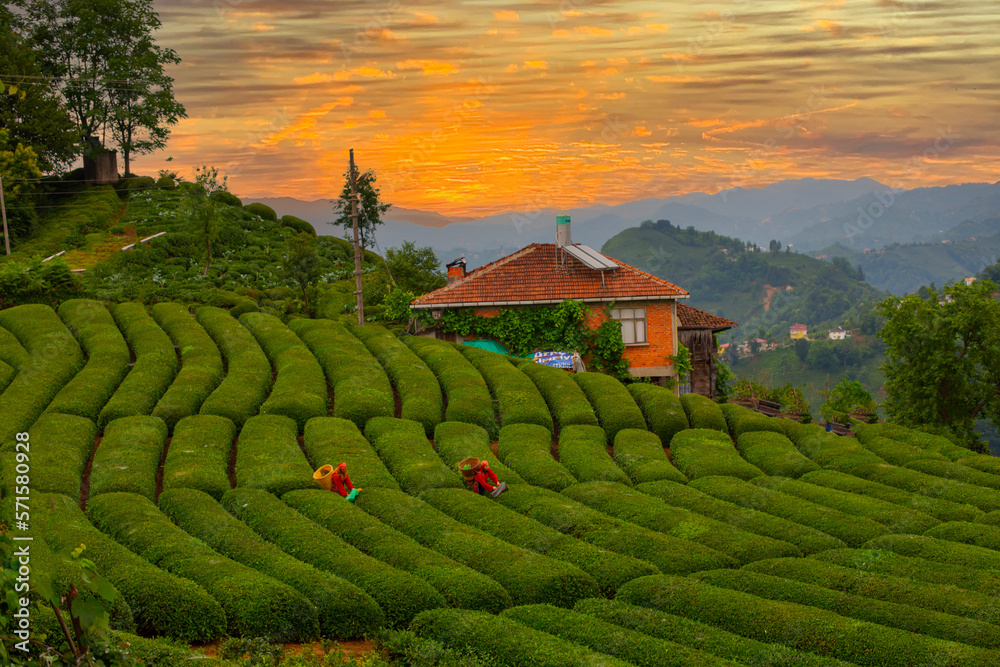 Tea plantation in Cayeli, Rize, Black Sea / Karadeniz region of Turkey ...
