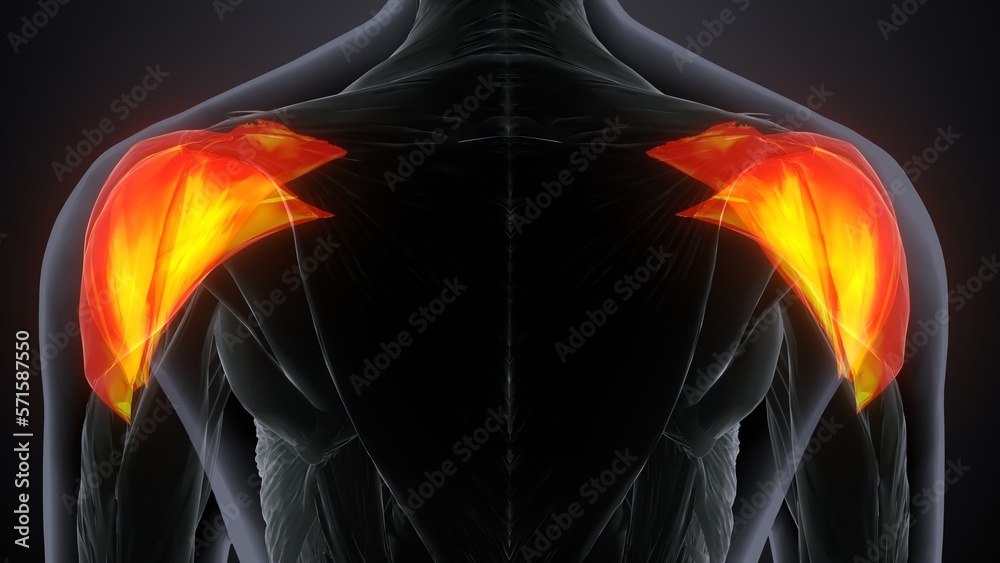 3d iillustration arm muscles deltoideus muscle anatomy. Stock ...