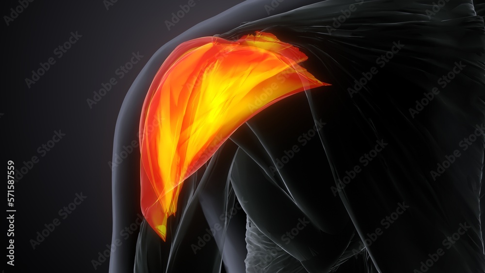 3d iillustration arm muscles deltoideus muscle anatomy. Stock ...