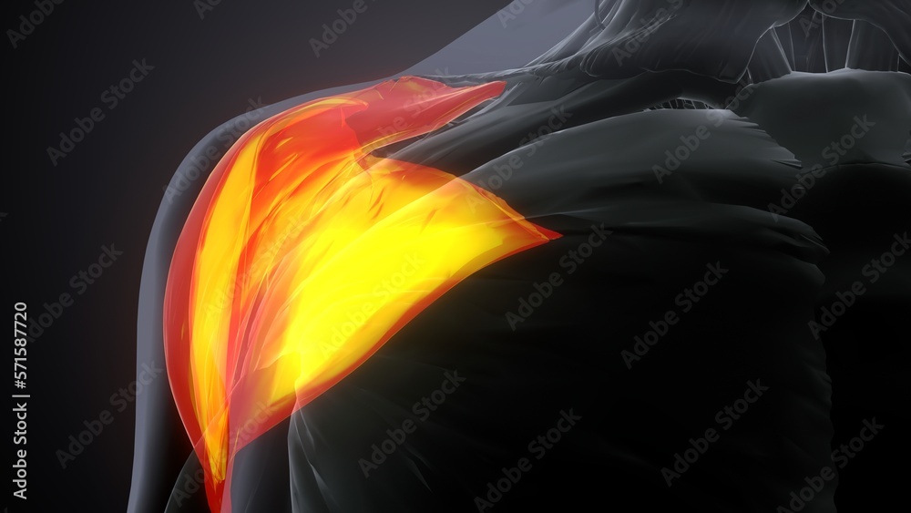 3d iillustration arm muscles deltoideus muscle anatomy. Stock ...