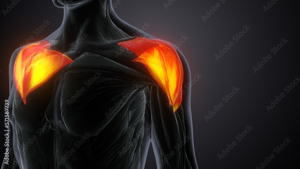 3d iillustration arm muscles deltoideus muscle anatomy. Stock ...