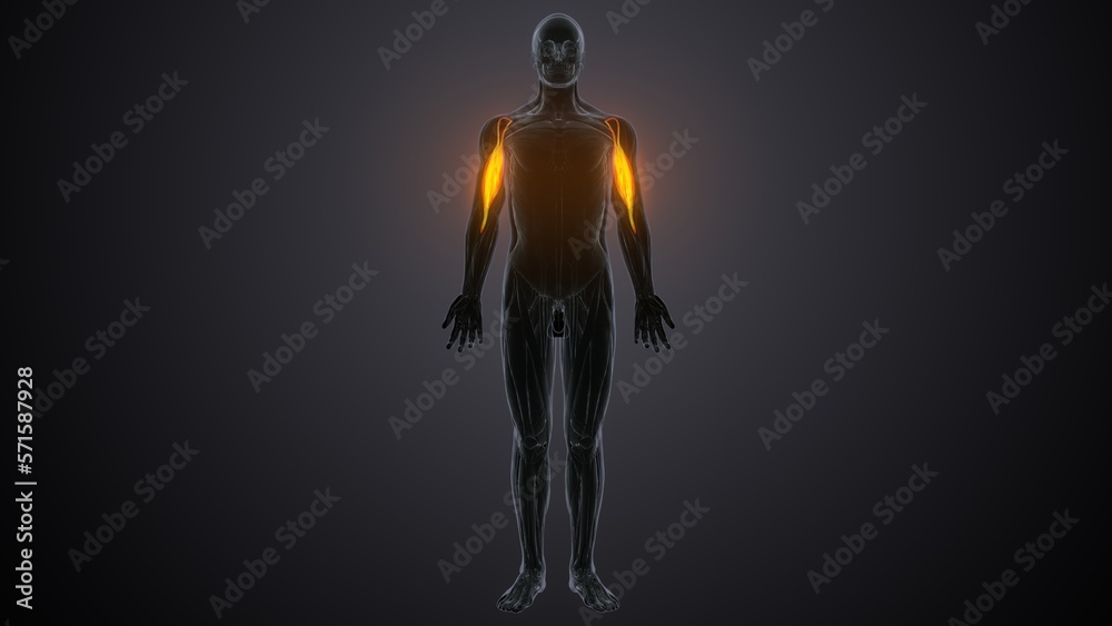 3d render of biceps brachii bone muscle anatomy Stock Illustration ...
