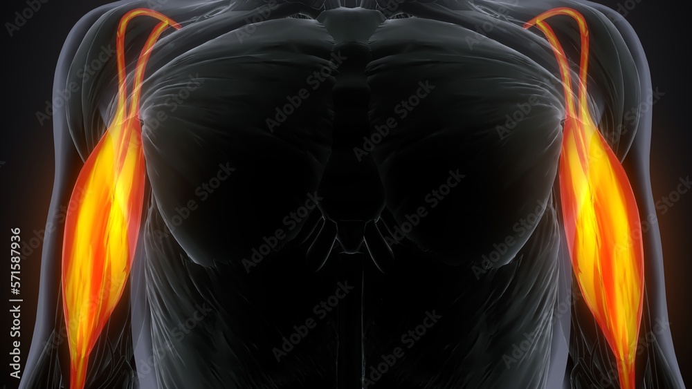 3d render of biceps brachii bone muscle anatomy Stock Illustration ...