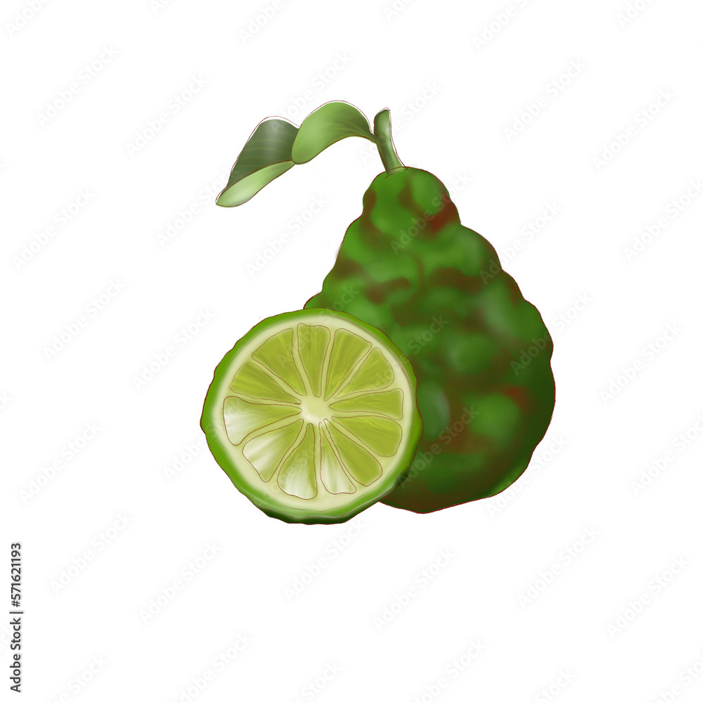Bergamot isolated on transparent background. PNG fruit illustration ...
