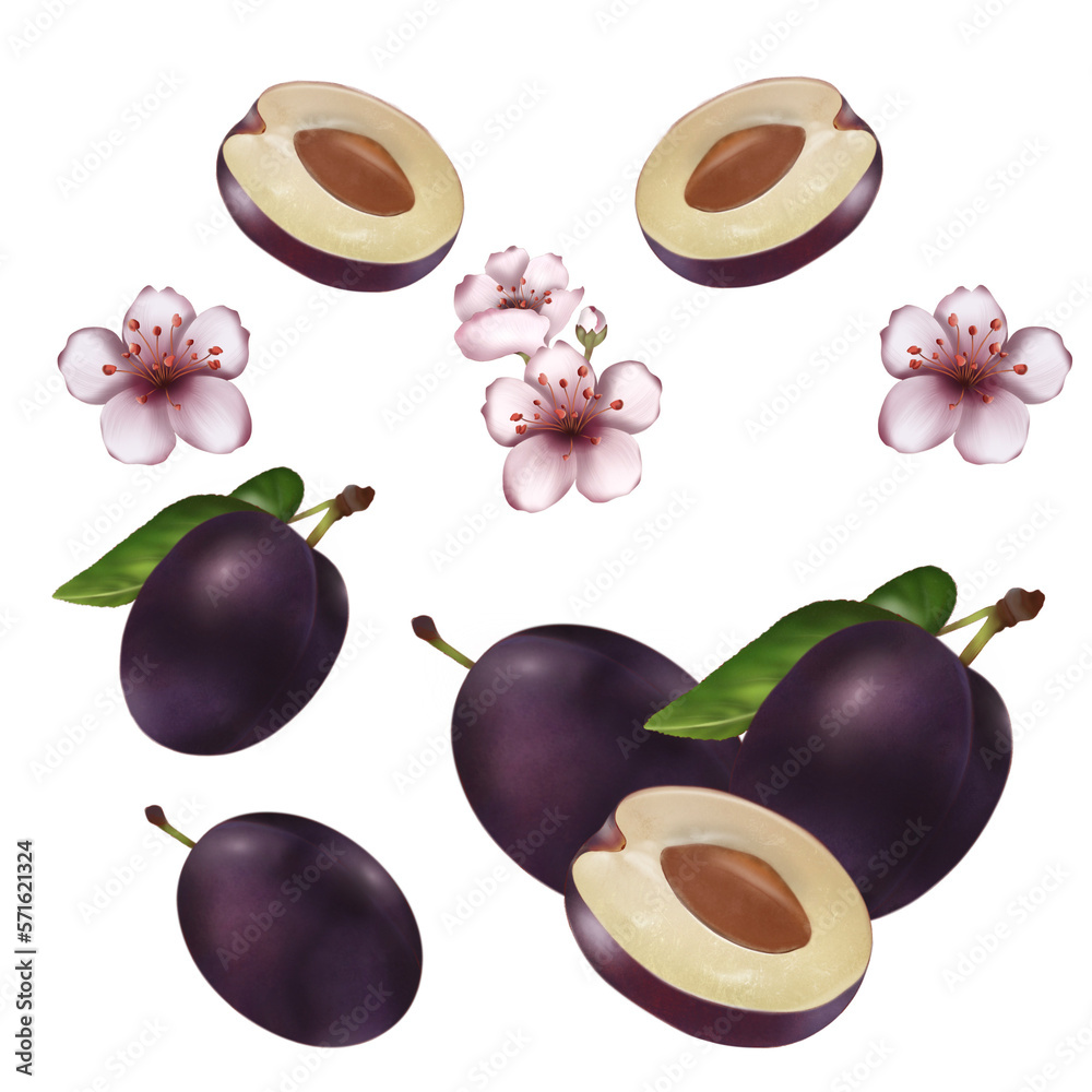 Plum set isolated on transparent background. PNG fruit illustration ...