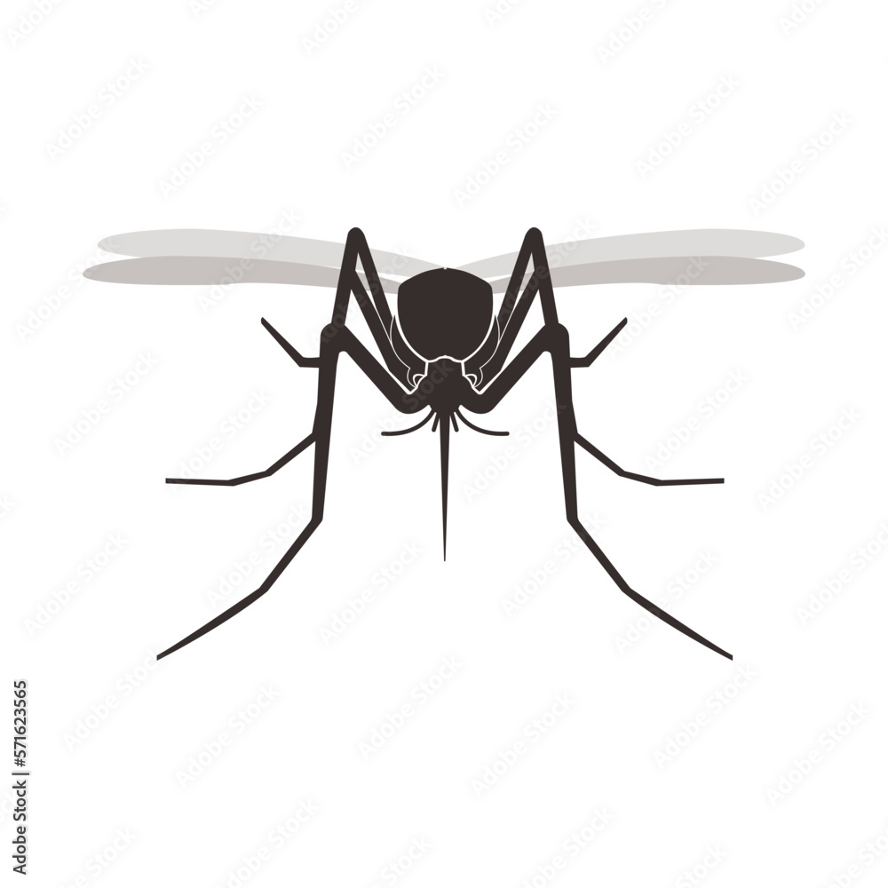 Mosquito Front View High Detail vector Stock Vector | Adobe Stock