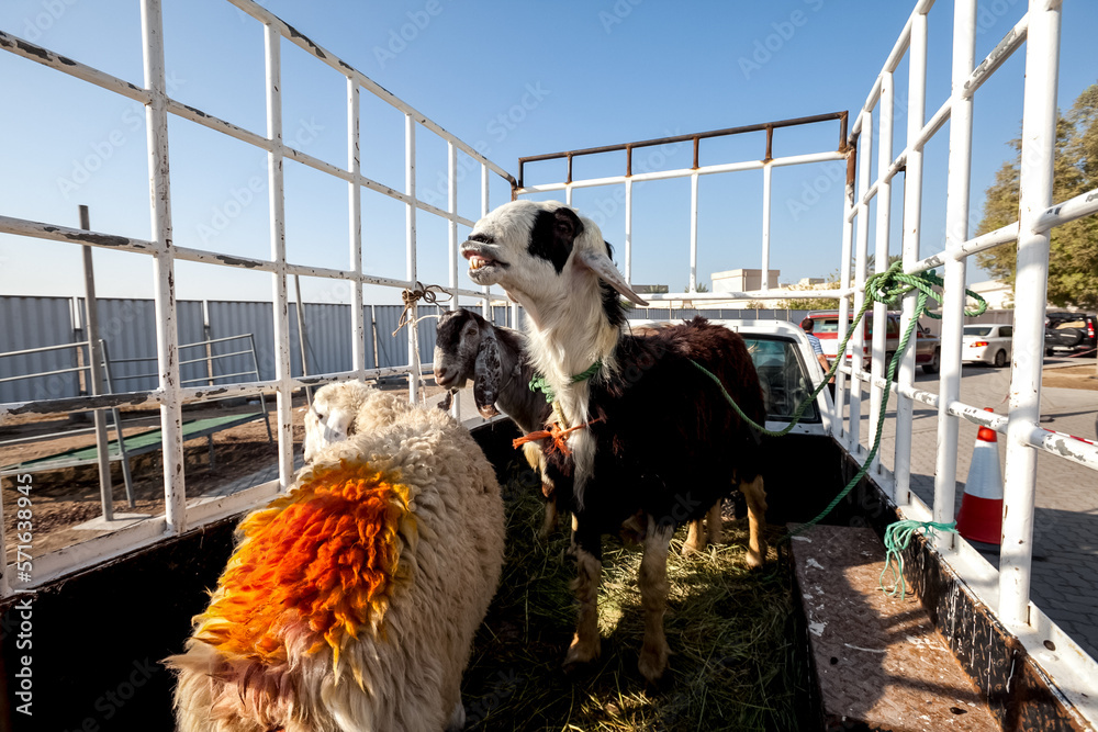 Foto de Sheep or goat on sacrifation on Eid al-Adhu - the Feast of the ...