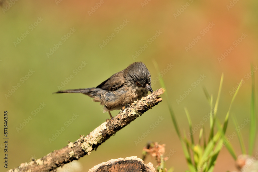 Foto de curruca cabecinegra o curruca de los brunos hembra (Sylvia ...