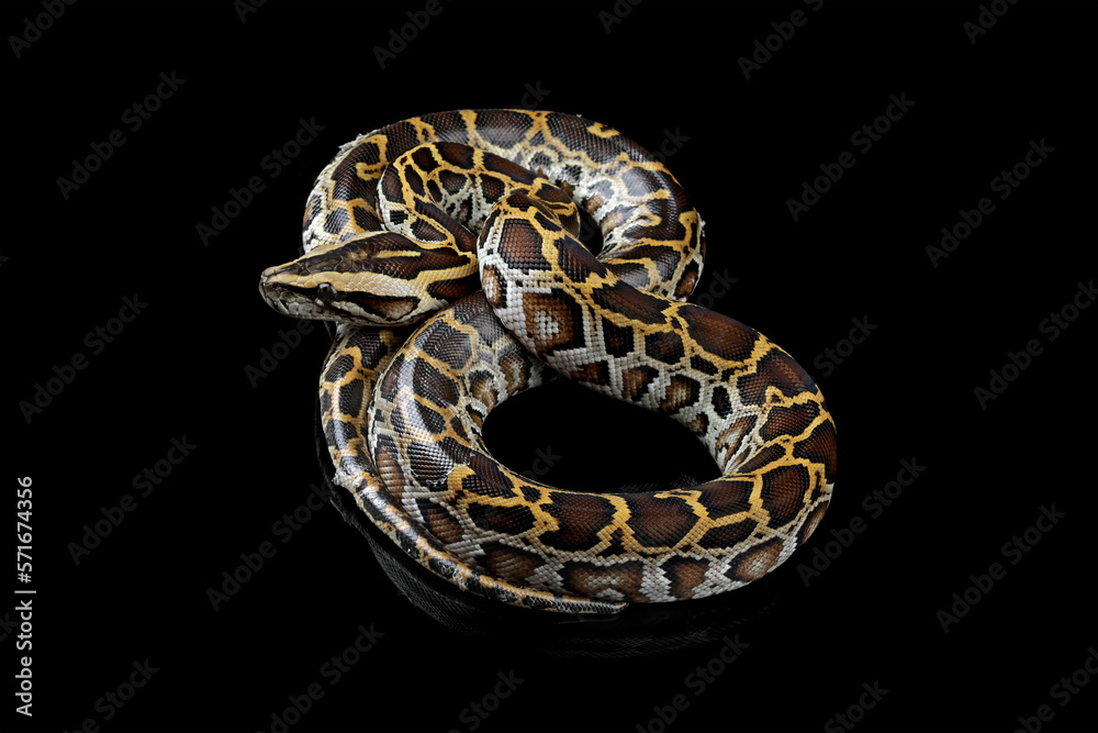 Python molurus bivittatus isolated on black background, Burmese python ...