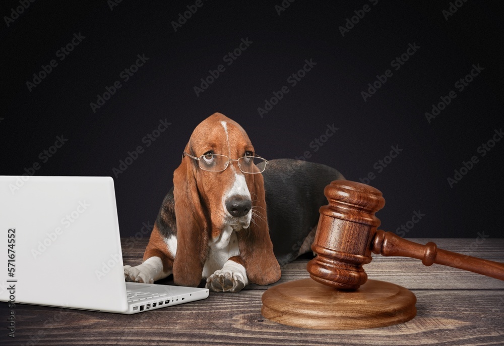 Cute domestic dog and judge's gavel Stock Photo | Adobe Stock