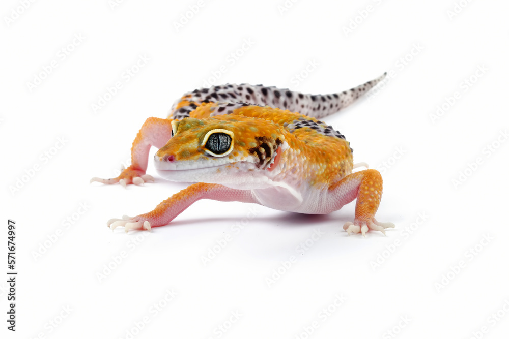Fat-tailed geckos isolated on white background, cute lizards that are ...
