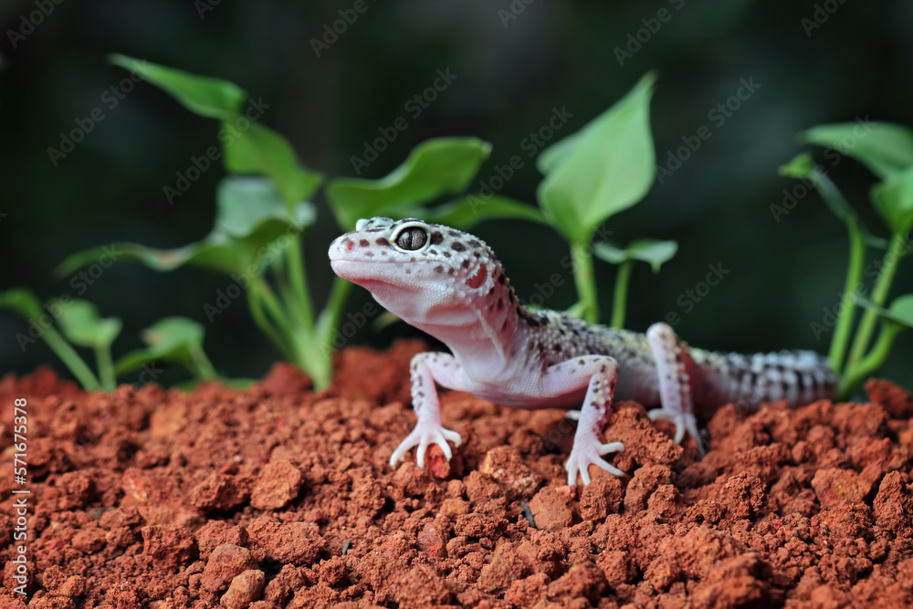 Fat-tailed geckos in its natural habitat, gecko lizard above ground ...