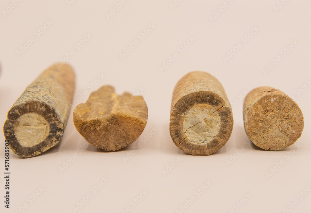 Macro detail of belemnites. Belemnitida (or belemnites) is an extinct ...