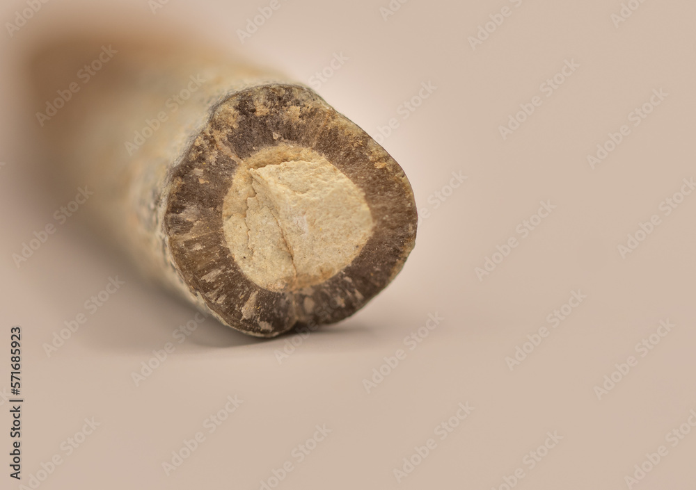 Macro detail of belemnites. Belemnitida (or belemnites) is an extinct ...