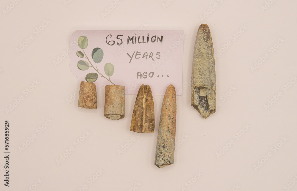 Some belemnites, very old squids that lived 65 millions years ago ...