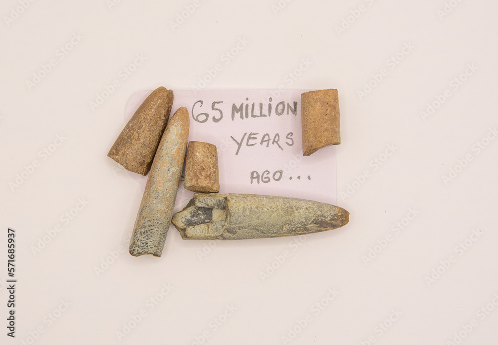 Some belemnites, very old squids that lived 65 millions years ago ...