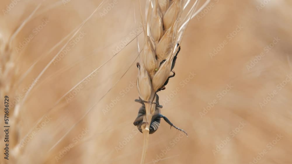 cereal crops field field. Agriculture. Harmful beetles spoil the wheat ...