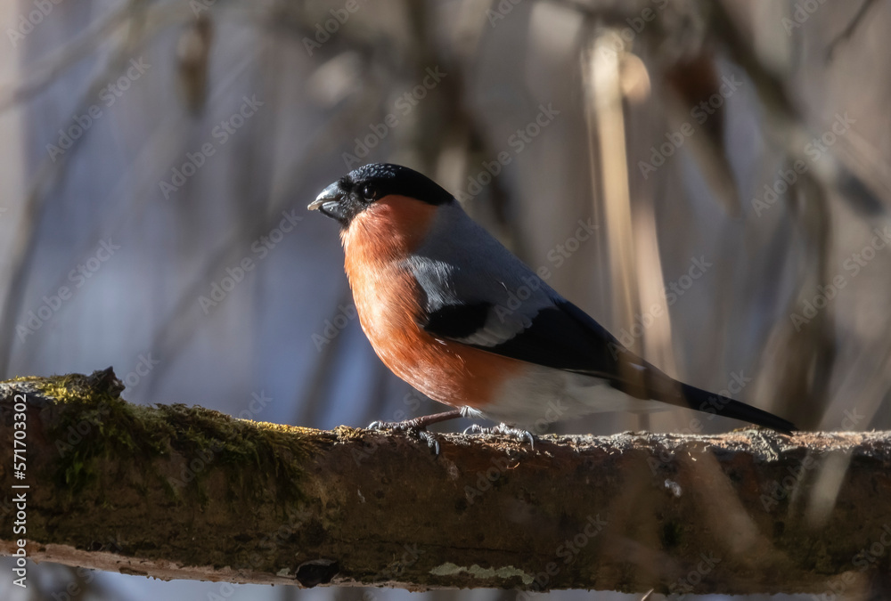 Gimpel, dompfaff, blutfink, fink männchen im winter Stock Photo | Adobe ...
