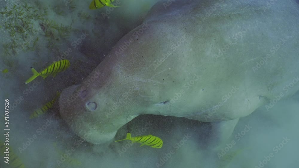 Slow motion, Dugong grazes on the seabed and swim up, Top view. Sea Cow ...