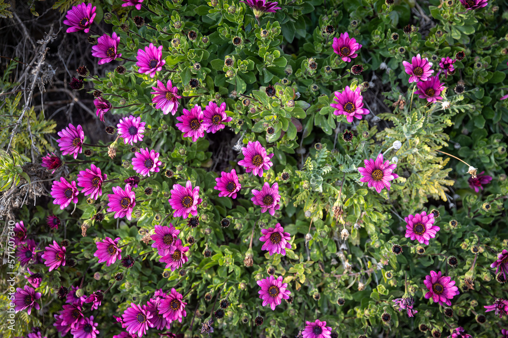 Beautiful flowering bush of Osteospermum. The magenta-lilac color petal ...