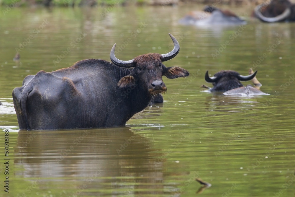 Refreshment of Water buffalo. Male water buffalo bathing in the pond in ...