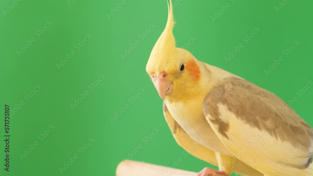 Vidéo Stock Australian Corella sitting on an isolated chromakey ...