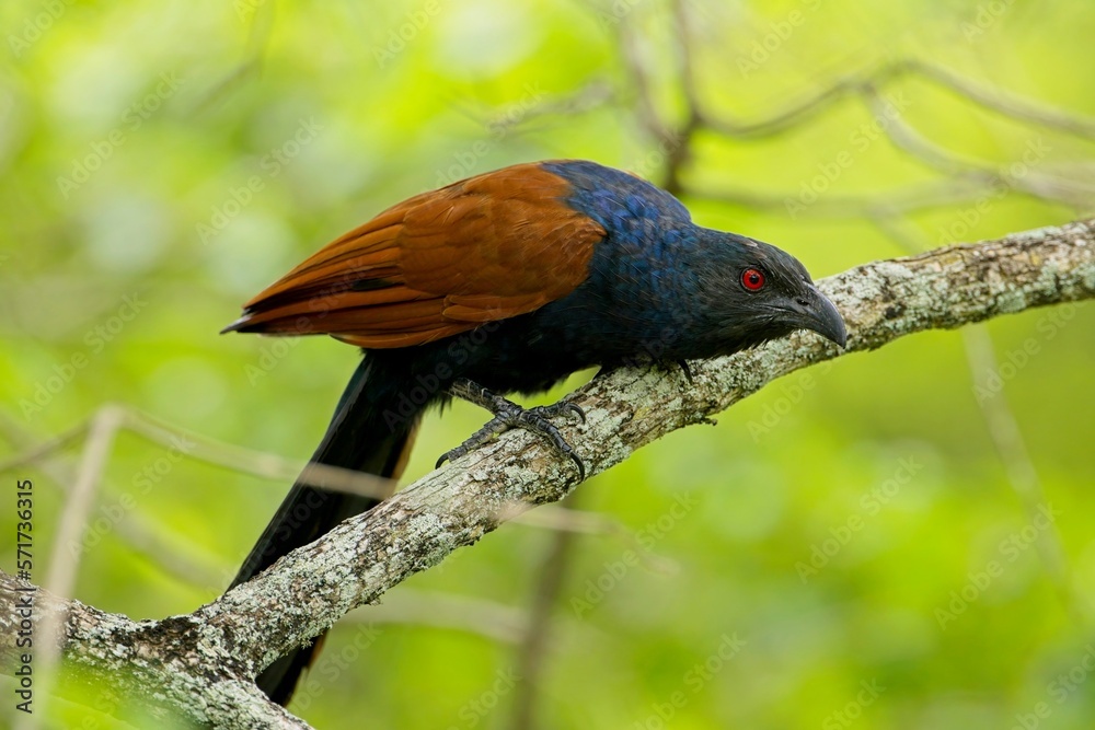 Greater Coucal, Centropus sinensis beautiful birds of Sri Lanka ...